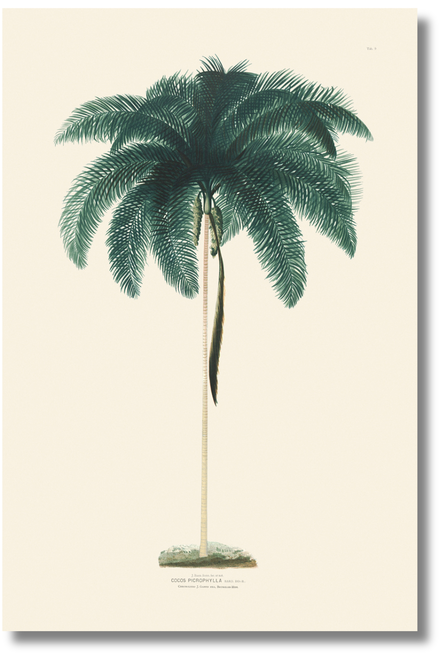Rodriguez - Palm IX– Isla Design