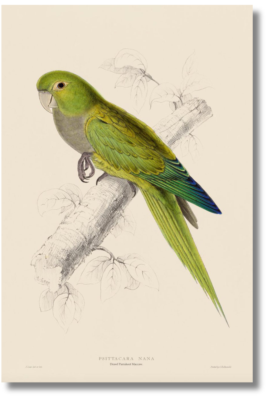 Lear Parrot - Dwarf Parrakeet Macaw– Isla Design
