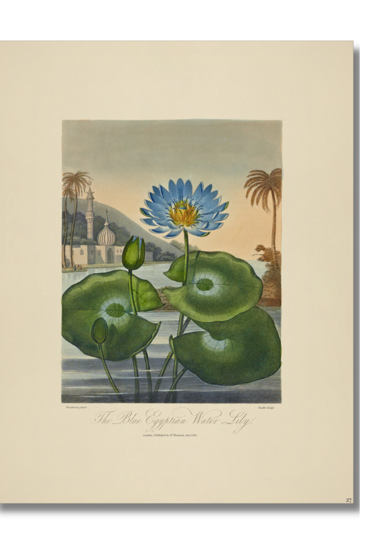 Thornton - The Blue Egyptian Water Lily– Isla Design
