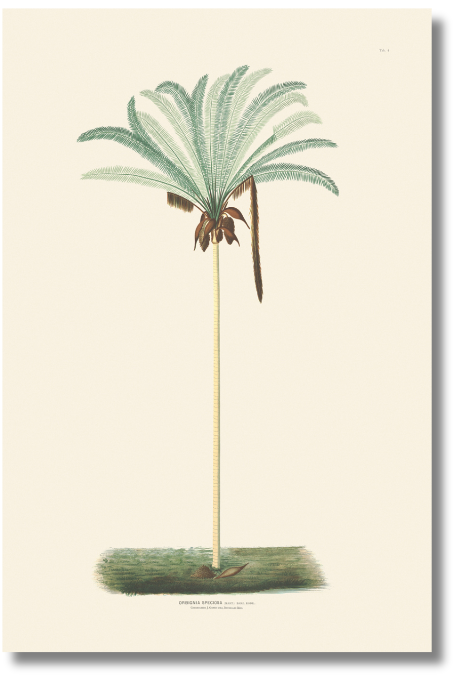 Rodriguez - Palm IV– Isla Design