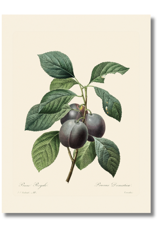 Redoute - Plum– Isla Design